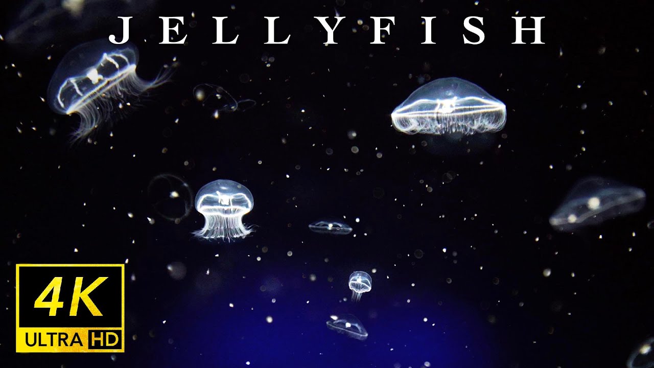 Floating Dreams｜8 Hours of Jellyfish with Underwater Sounds & Ambient ...