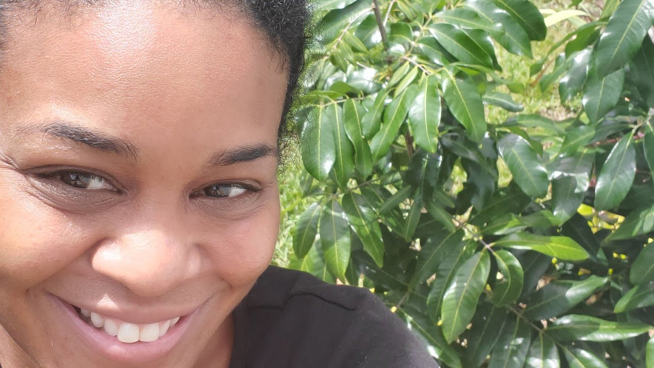 My suburban garden and exotic trees, lychee, logan, ackee, mango, plums ...