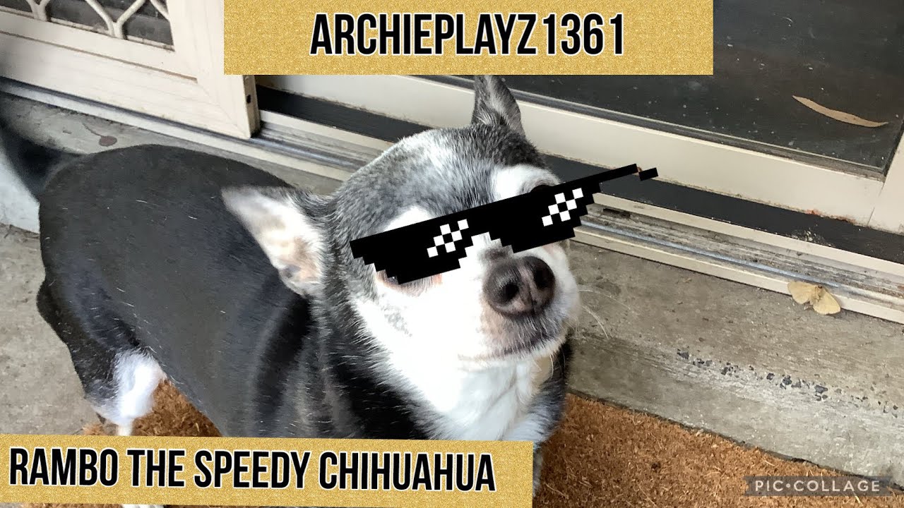 Rambo the speedy chihuahua - YouTube