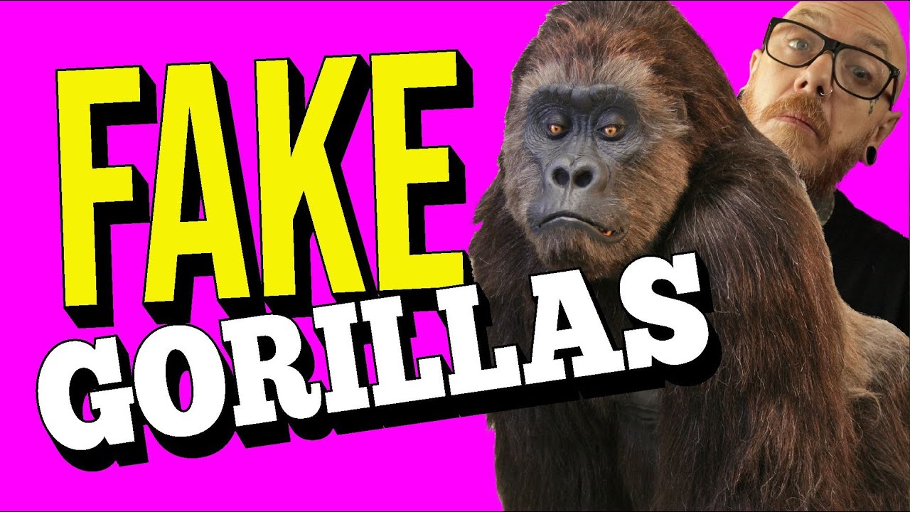 Gorilla Are Not Real | Hans Wormhat - YouTube