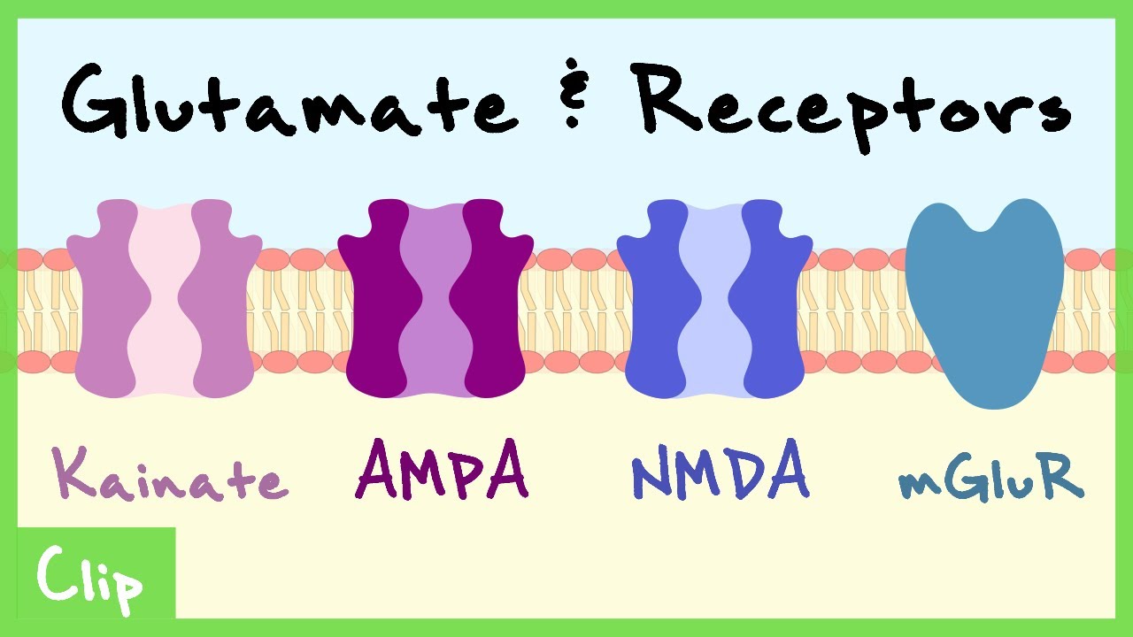 Glutamate Transmitter System Explained (NMDA, AMPA, Kainate, mGluR ...