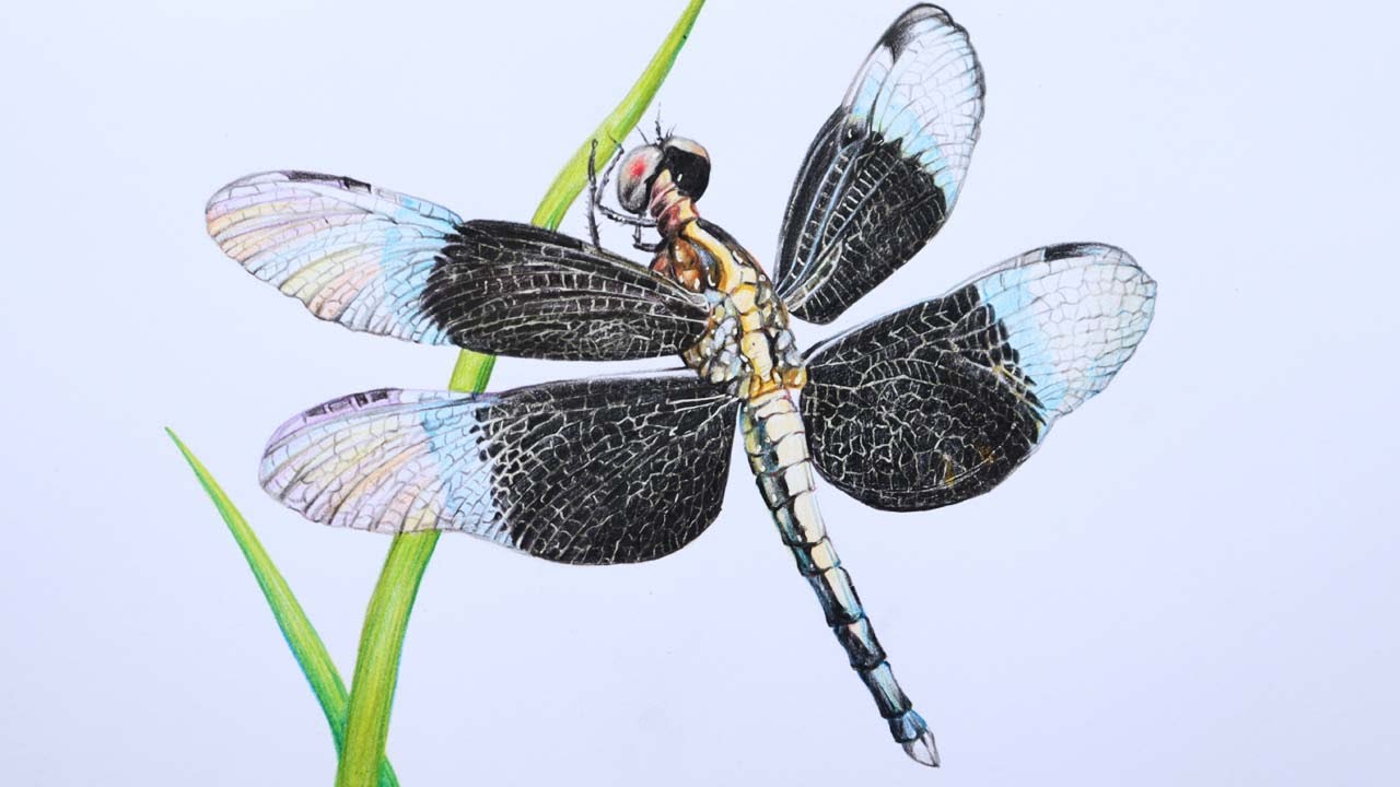Dragonfly Drawing in Color Pencils | How to Draw a Dragonfly - YouTube