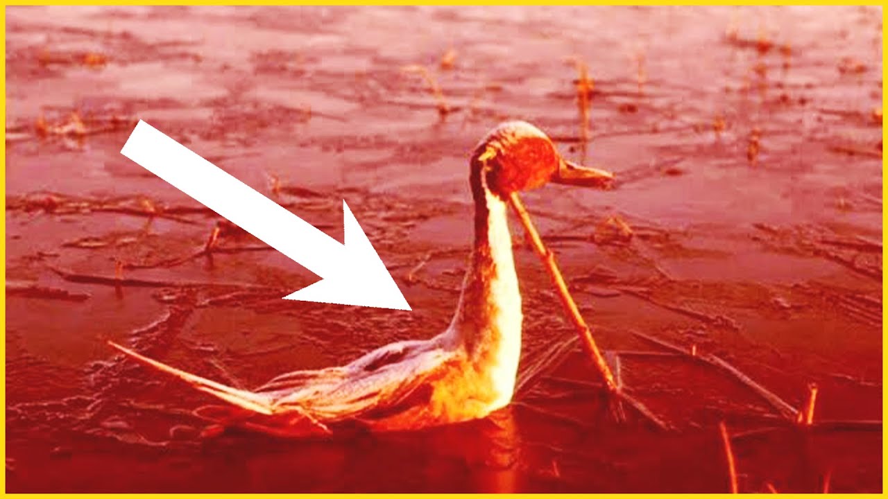 This Lake Turn Animals into Stones! 10 Most Horrifying Mysterious Lakes ...