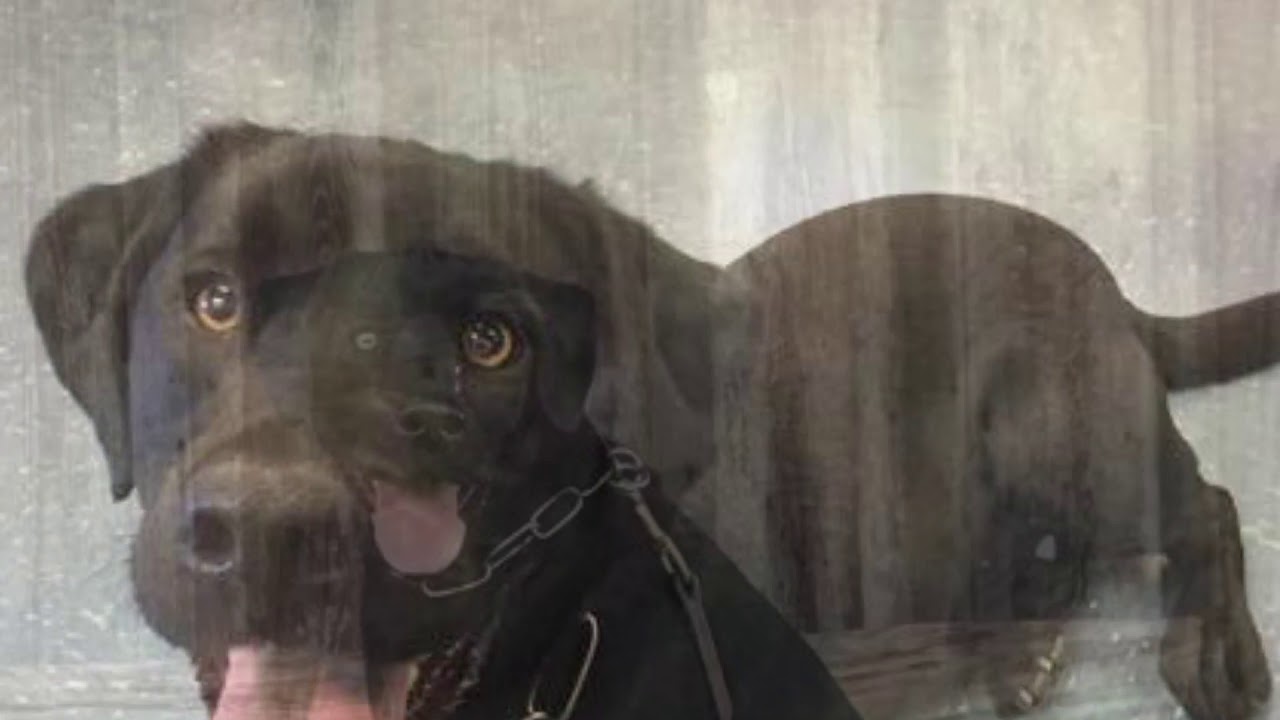 Montgomery Police Department Tribute to K9 Jake - YouTube