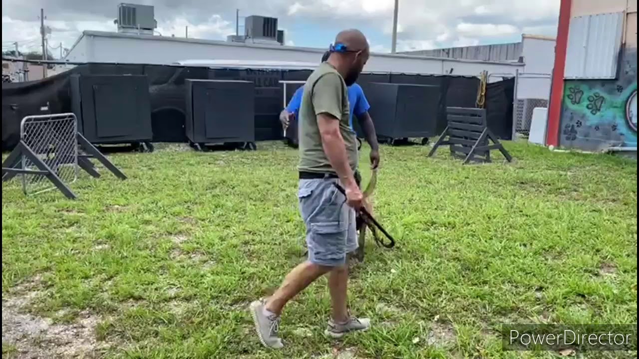 K9 Shultz (Money Dog) - YouTube