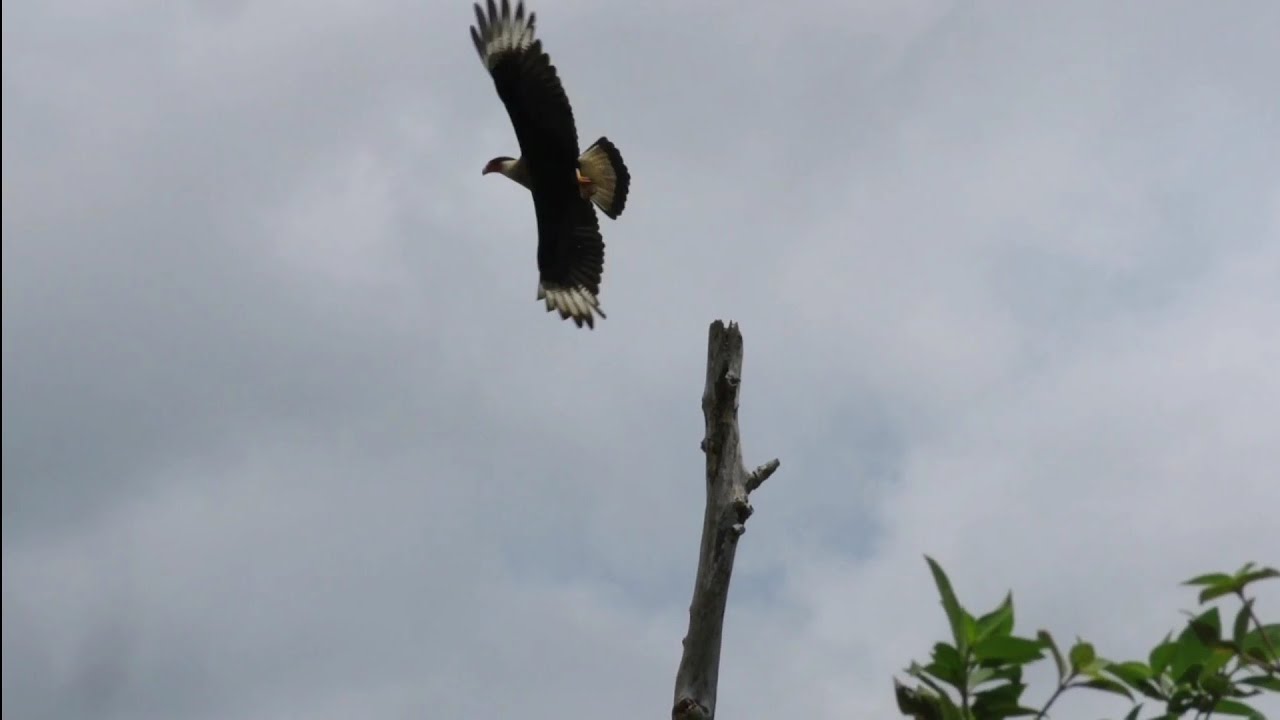 🦅 Espectacular vuelo del "carraco" (caracara cheriway) #halcon #vuelo # ...