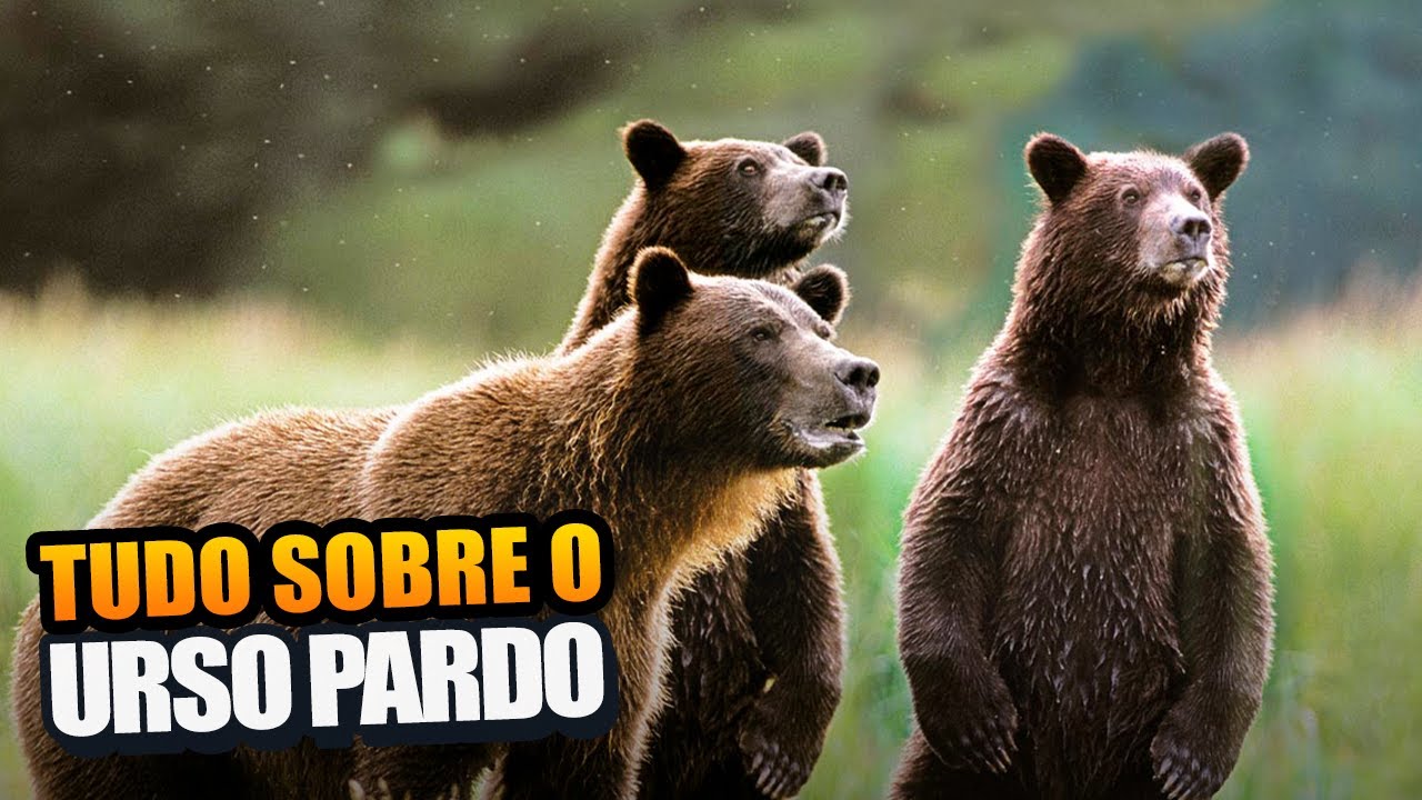 TUDO SOBRE O URSO PARDO - YouTube