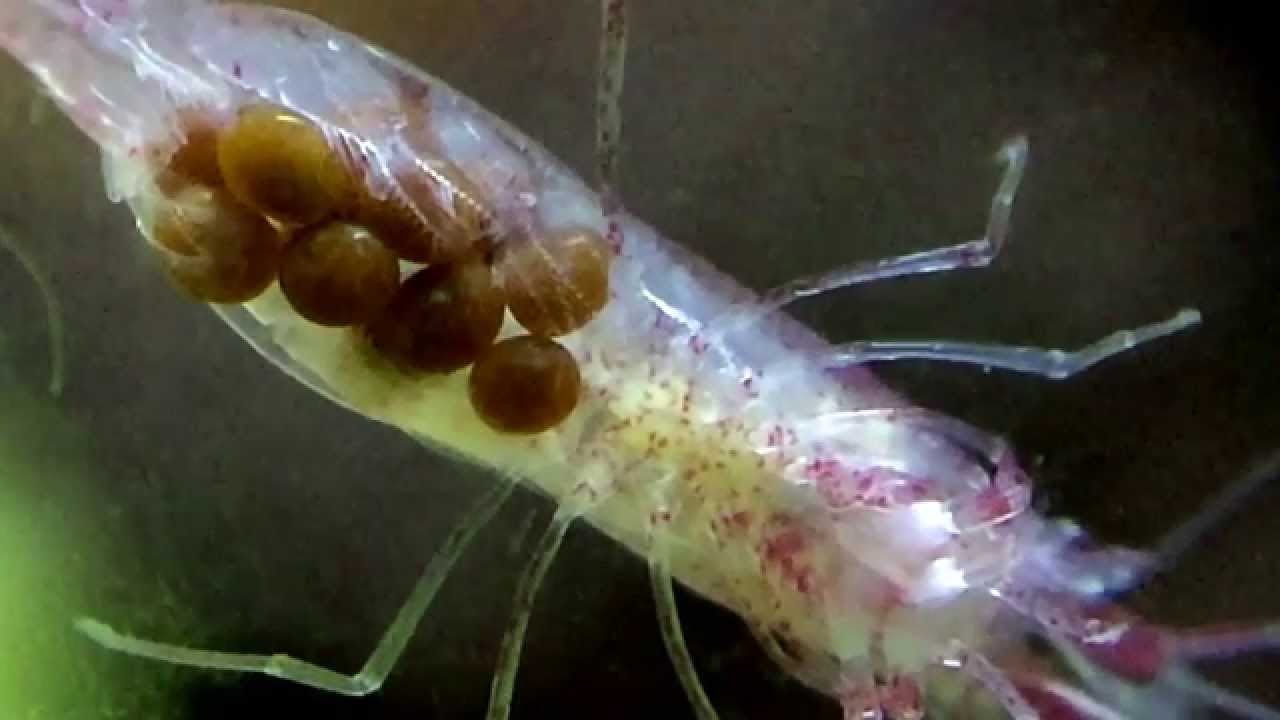 Berried Opae Ula Hawaiian Volcano Shrimp, Close up and Slow Mo - YouTube