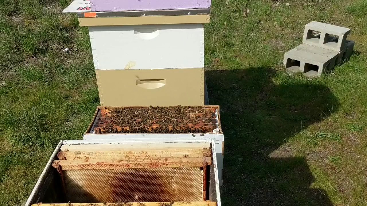 PNW Carni's nuc installation/ 10F yard - YouTube