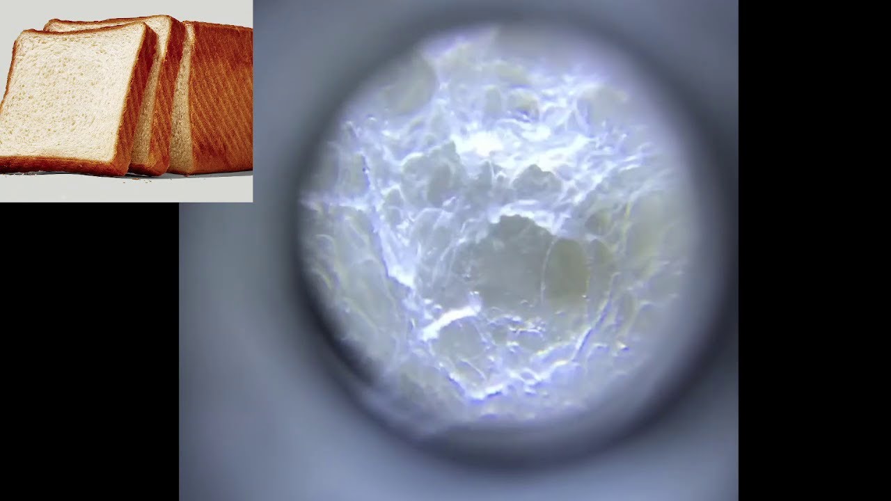 Bread, towel and toilet paper under a microscope look amazingly ...