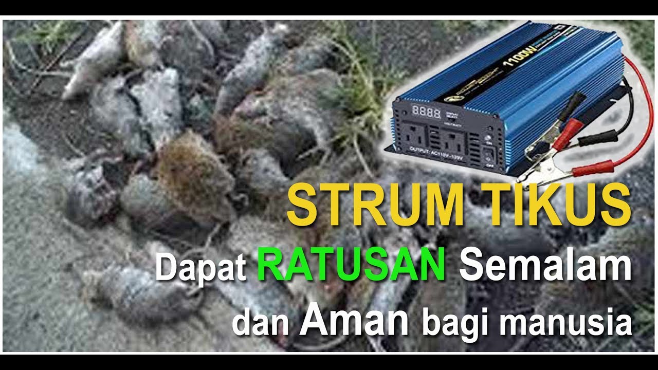 Rahasia STRUM TIKUS - Dapat RATUSAN tikus semalan & AMAN - YouTube