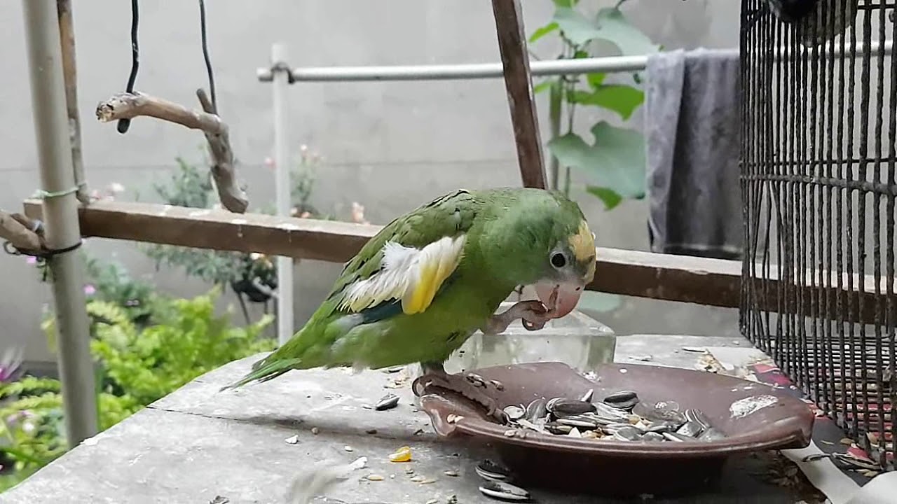 Patita y Pihuicho - YouTube