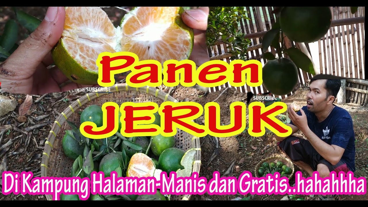 Panen Jeruk di kampung halaman - Jeruk Manis dan Gratis - YouTube