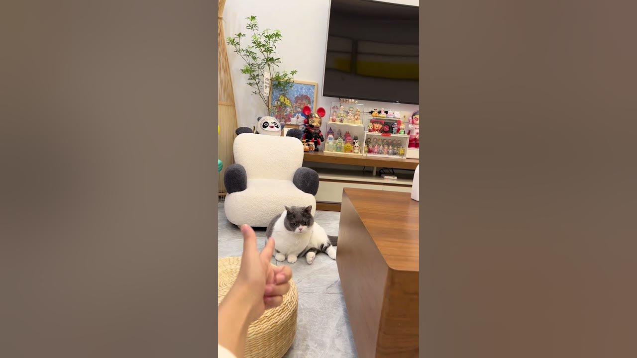 生活不易,小猫多才多艺! 记录猫咪日常 萌宠成精了 戏精 Youtube