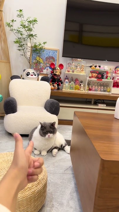 生活不易，小猫多才多艺！ 记录猫咪日常 萌宠成精了 戏精 Youtube