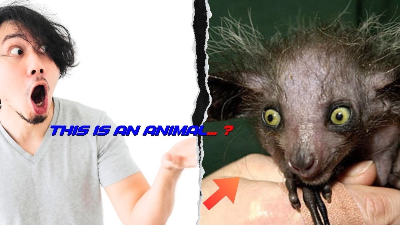 Creatures that people think are animals - YouTube