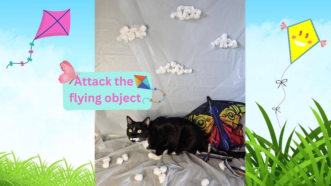 Let's Go Fly a Kite (cat style) - YouTube