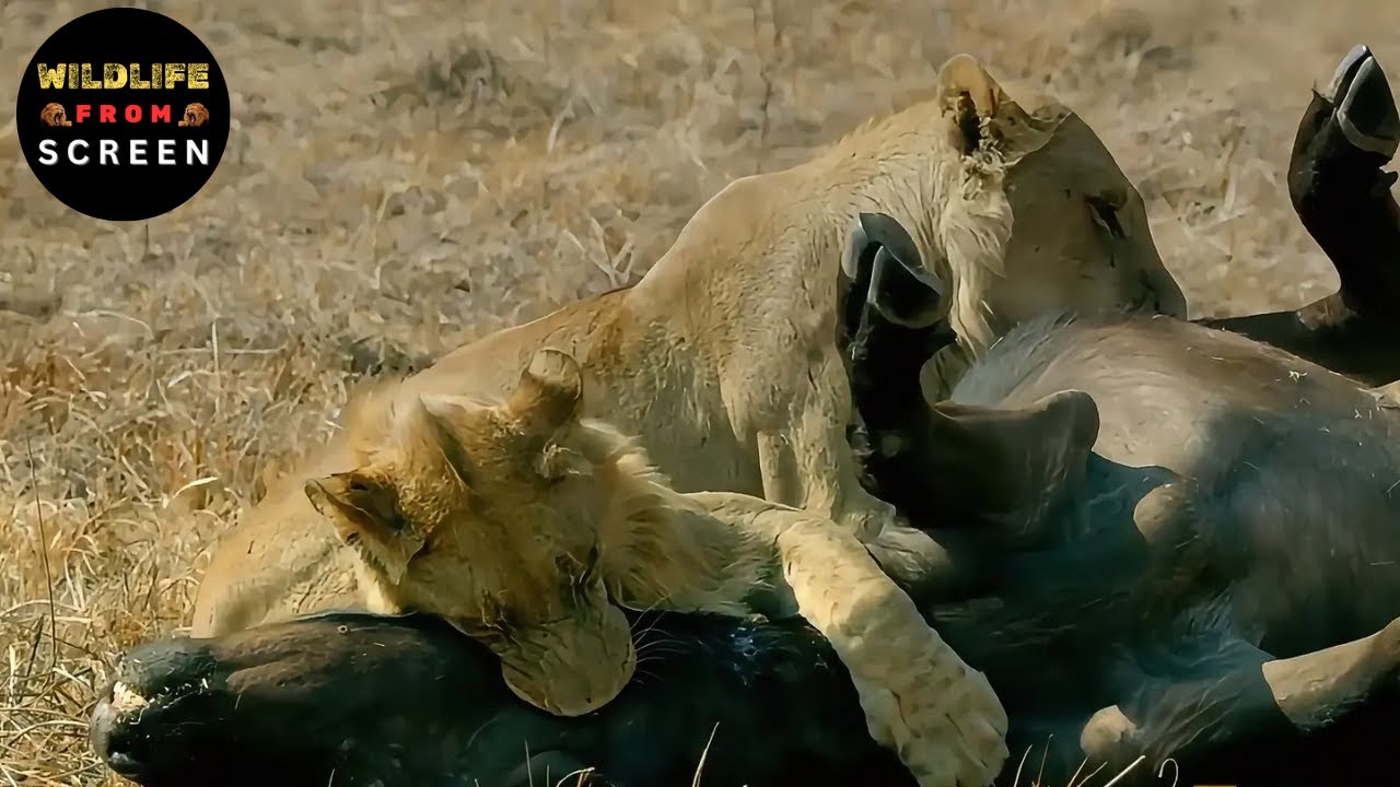 WILD SAVANNAH | Lion: Africa's Apex Predator | Animal Documentary - YouTube