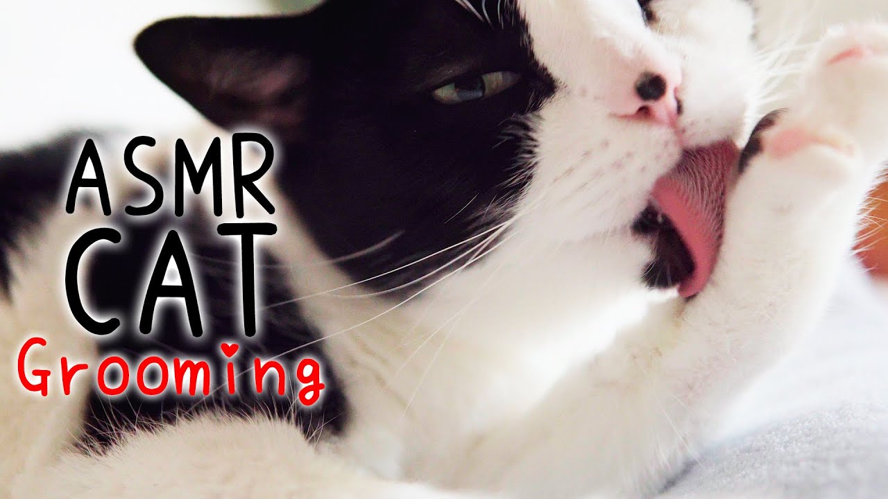🎧 ASMR Cat Grooming 👅 #63 (close-up 🔍) - YouTube