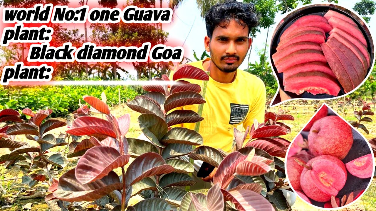Black Diamond Goa Plant || World No:1 One Guava Plant farming ! - YouTube