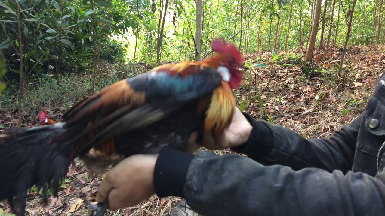 ga rung 51 - YouTube