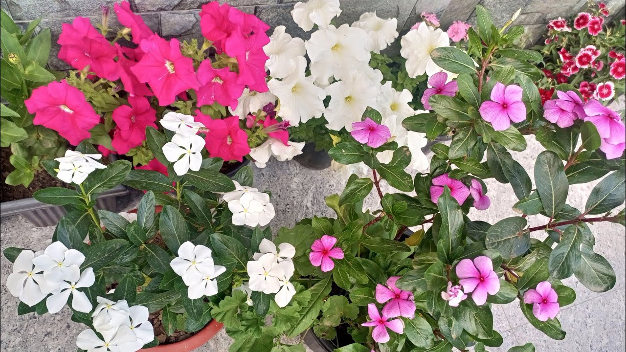 how to grow vinka flowers and care tips, fertilizer, soil mixture # ...