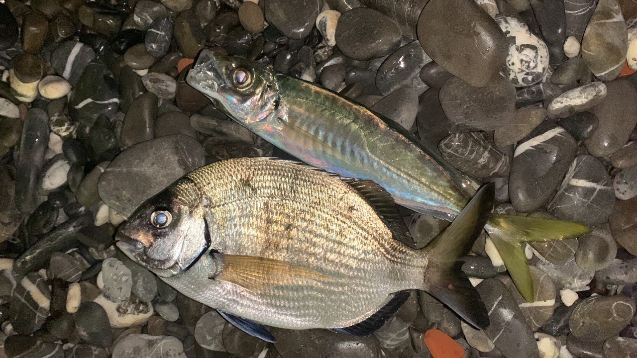 SARAGHI SUGARELLI SEPPIE ALLA FOCE - YouTube