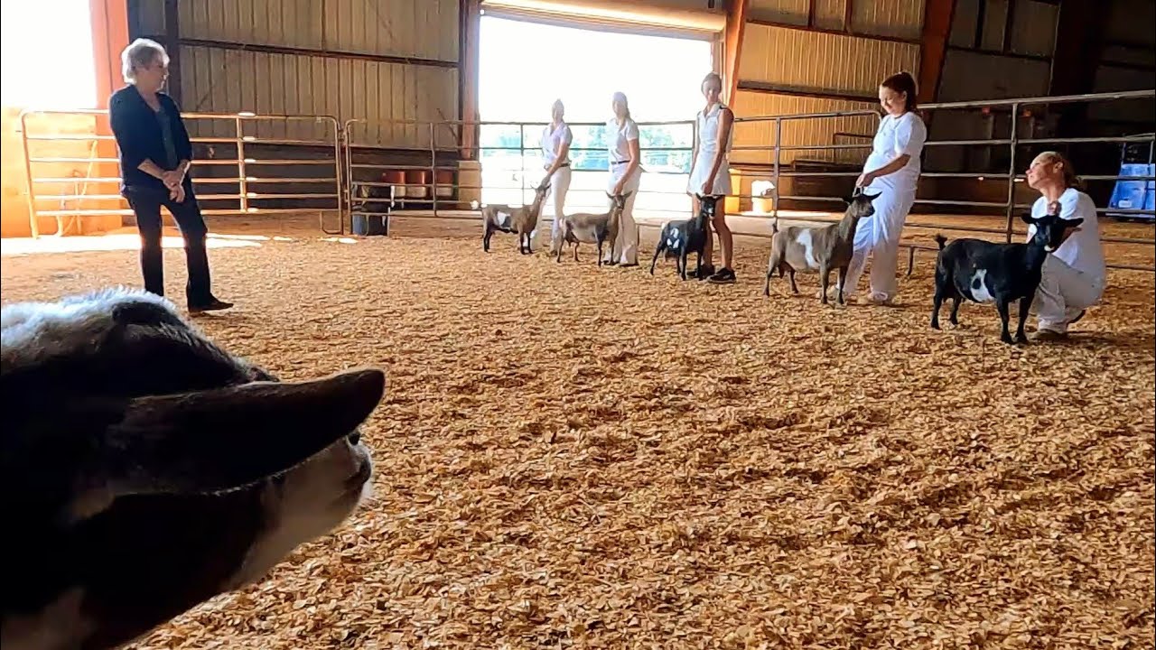 Too Many Goats & Not Enough Handlers 😳 Part 2 - YouTube