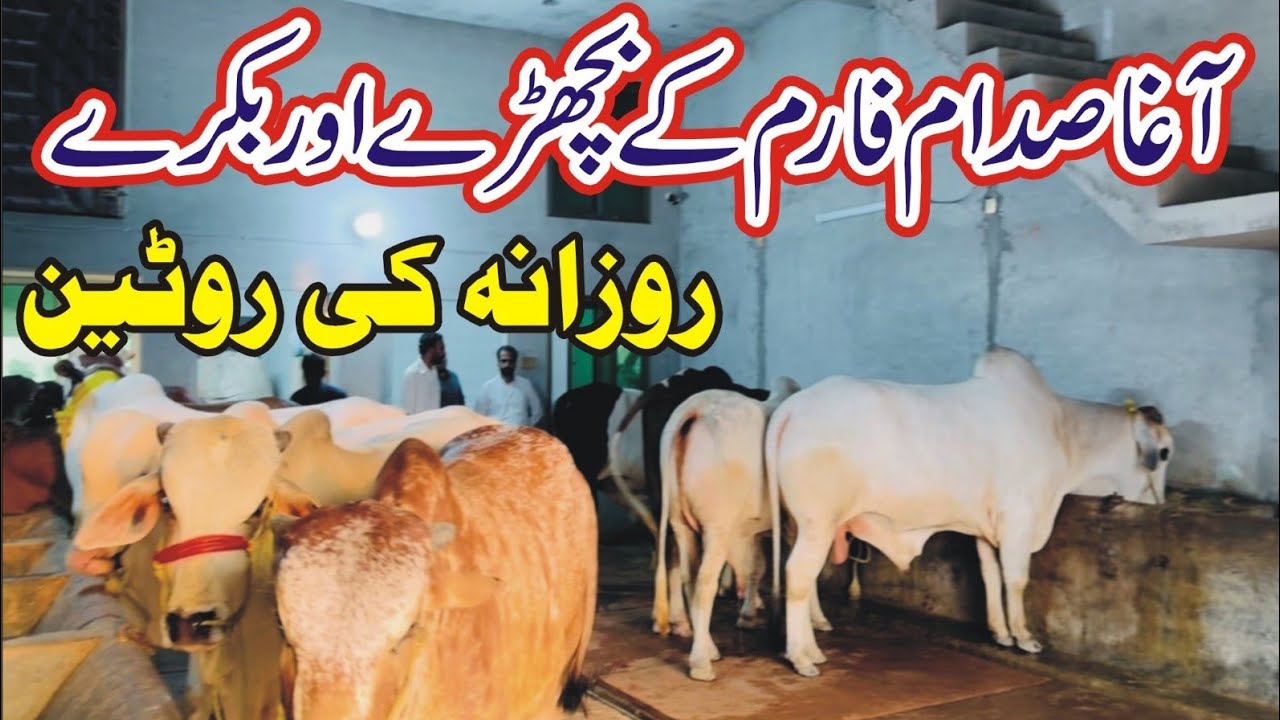 20 Man ka Kheer Bachra Agha Saddam Form |Gujrnwla Bakra Mandi بکرے اور ...