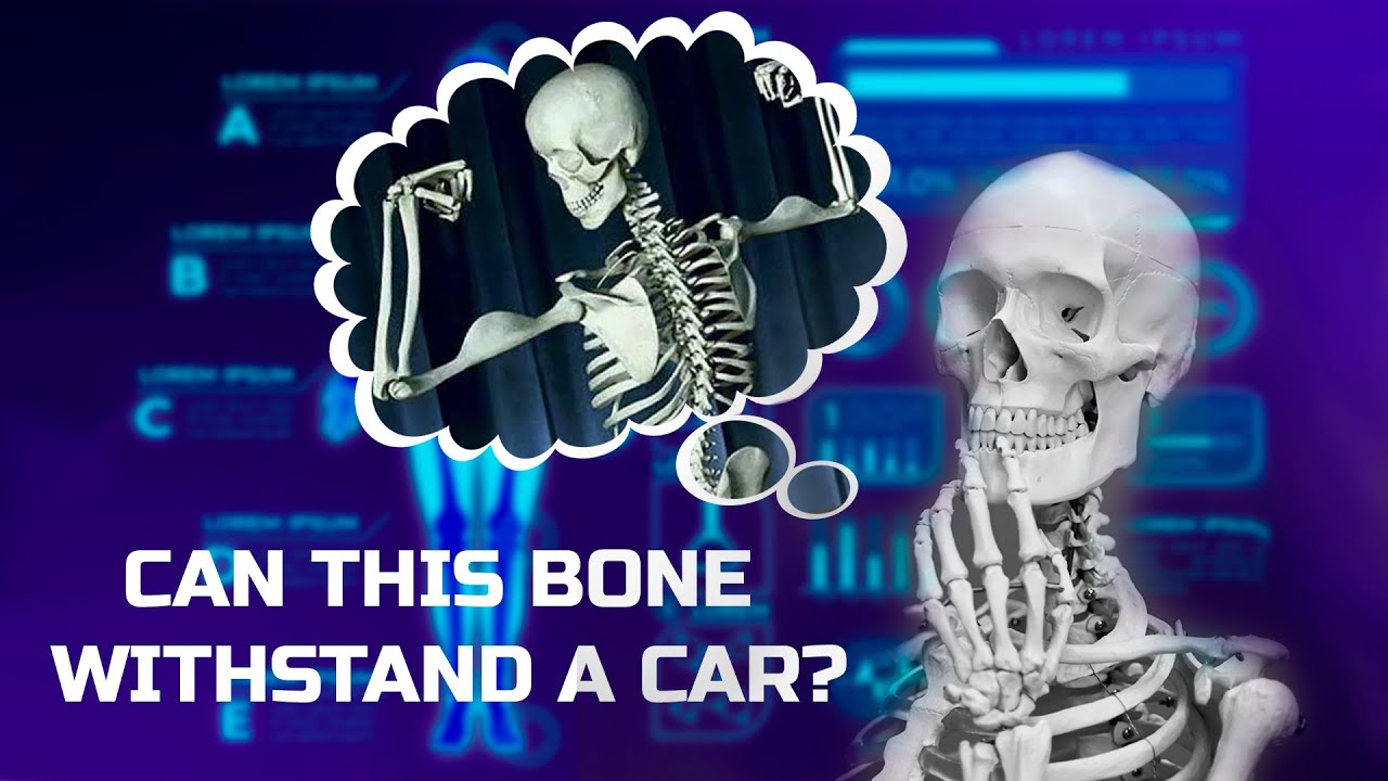 Can this bone withstand a car? Fast facts about HUMAN BONES. - YouTube