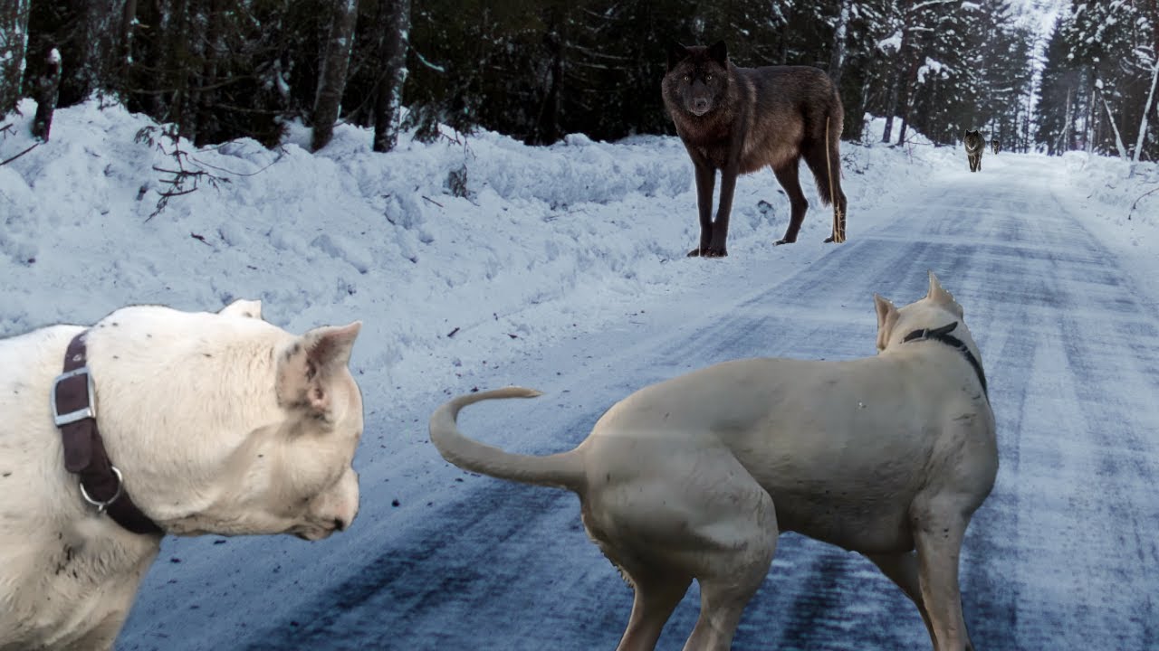DOGO ARGENTINO vs LOBO ¿REALIDAD O MITO? ¿QUIÉN GANA ESTE ...