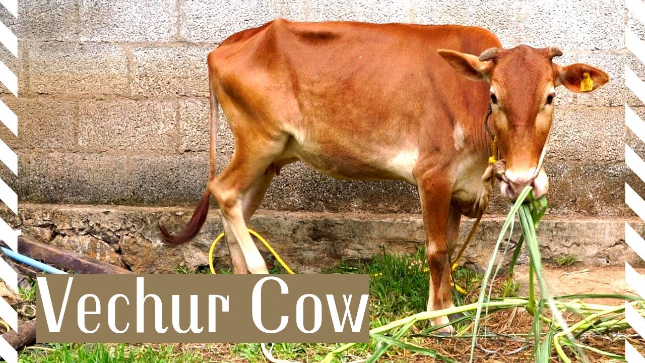 Kerala Cow Breeds