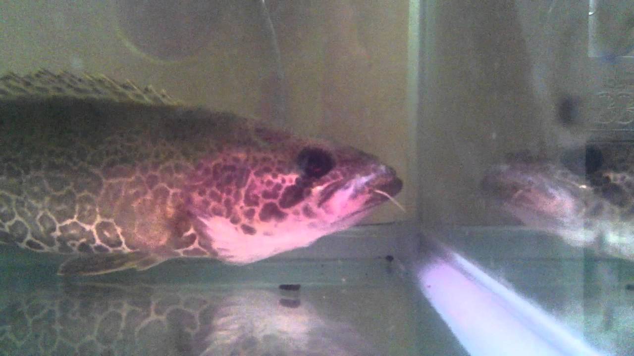 Mandarin Fish eats a Catfish alive literally!! ☜ 1/3메기새끼를 산채로 입에 물고 ...