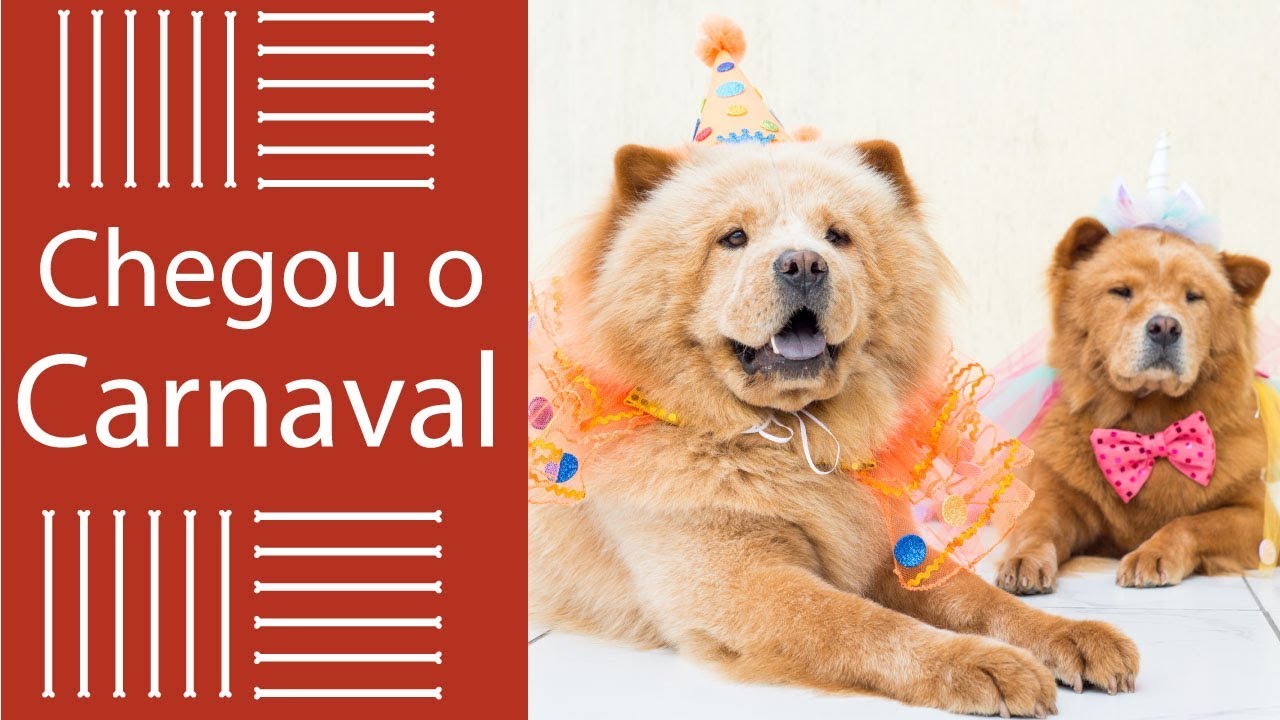 Fantasia de carnaval para Pets Ensaio com Chow Chow - YouTube