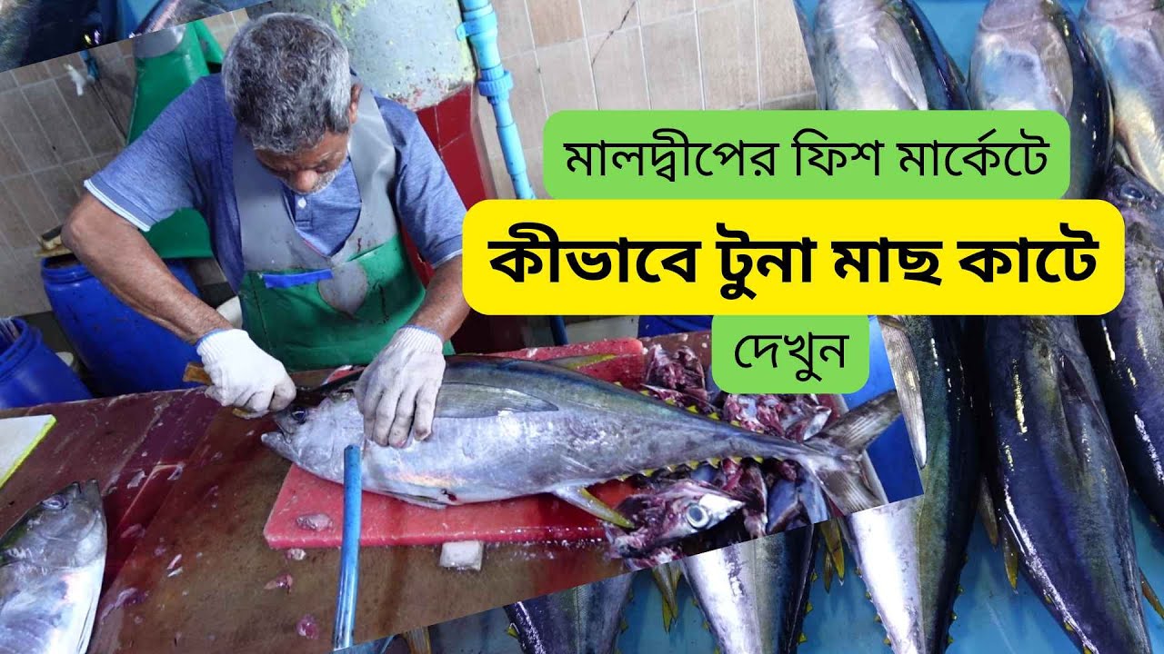 Tuna fish cutting process | How to cut a tuna fish | মালদ্বীপের ফিশ মার্কেটে টুনা মাছ কীভাবে ...