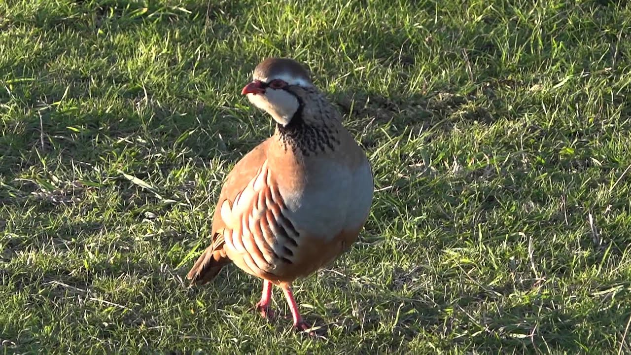 perdrix rouge - YouTube