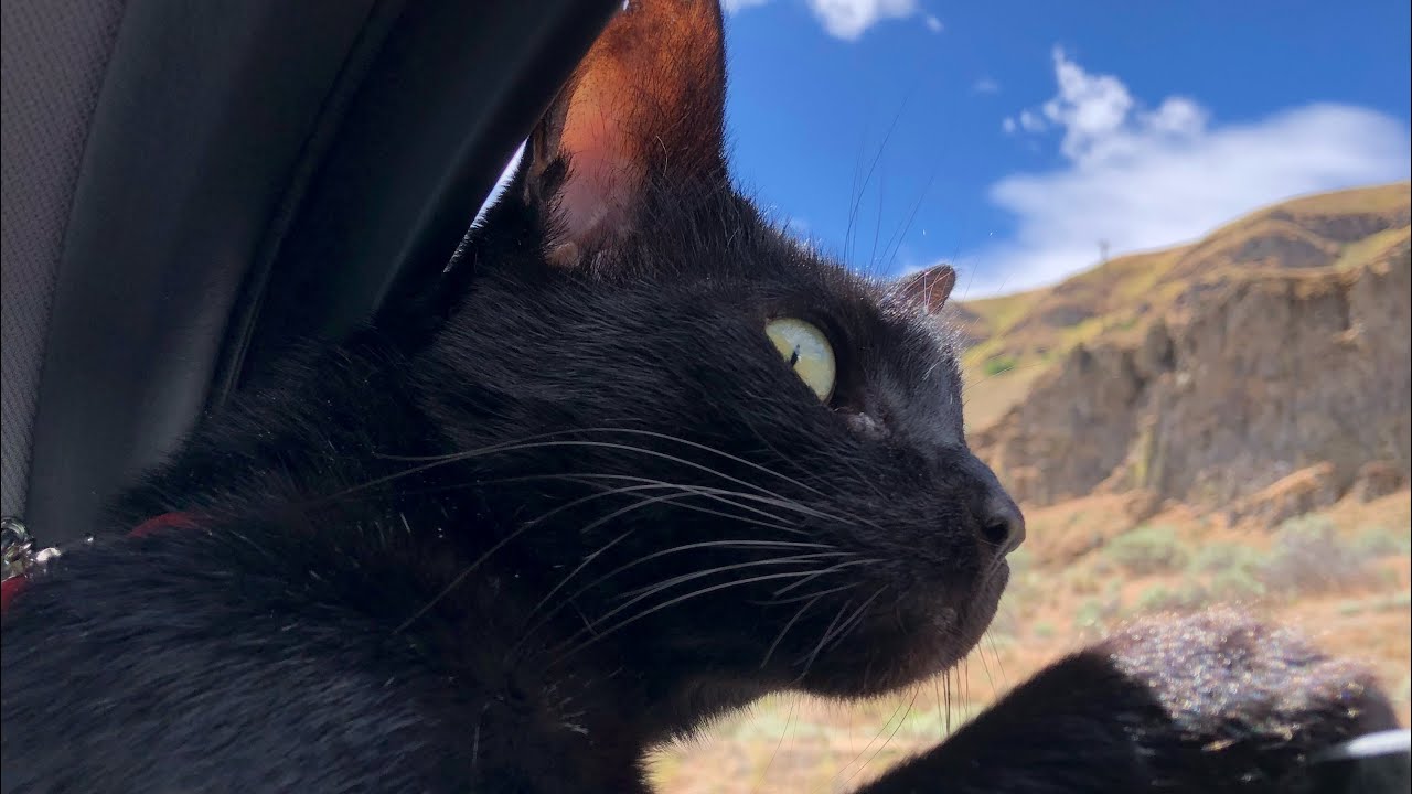 My Road Dog Is A Cat YouTube my-road-dog-is-a-cat-youtube