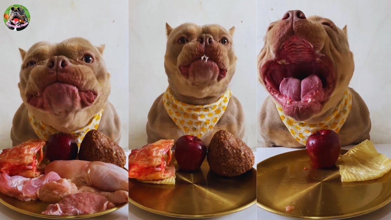 Hungry Funny American Pocket Bully dogs, Bossy is eating meat, meat bun ...