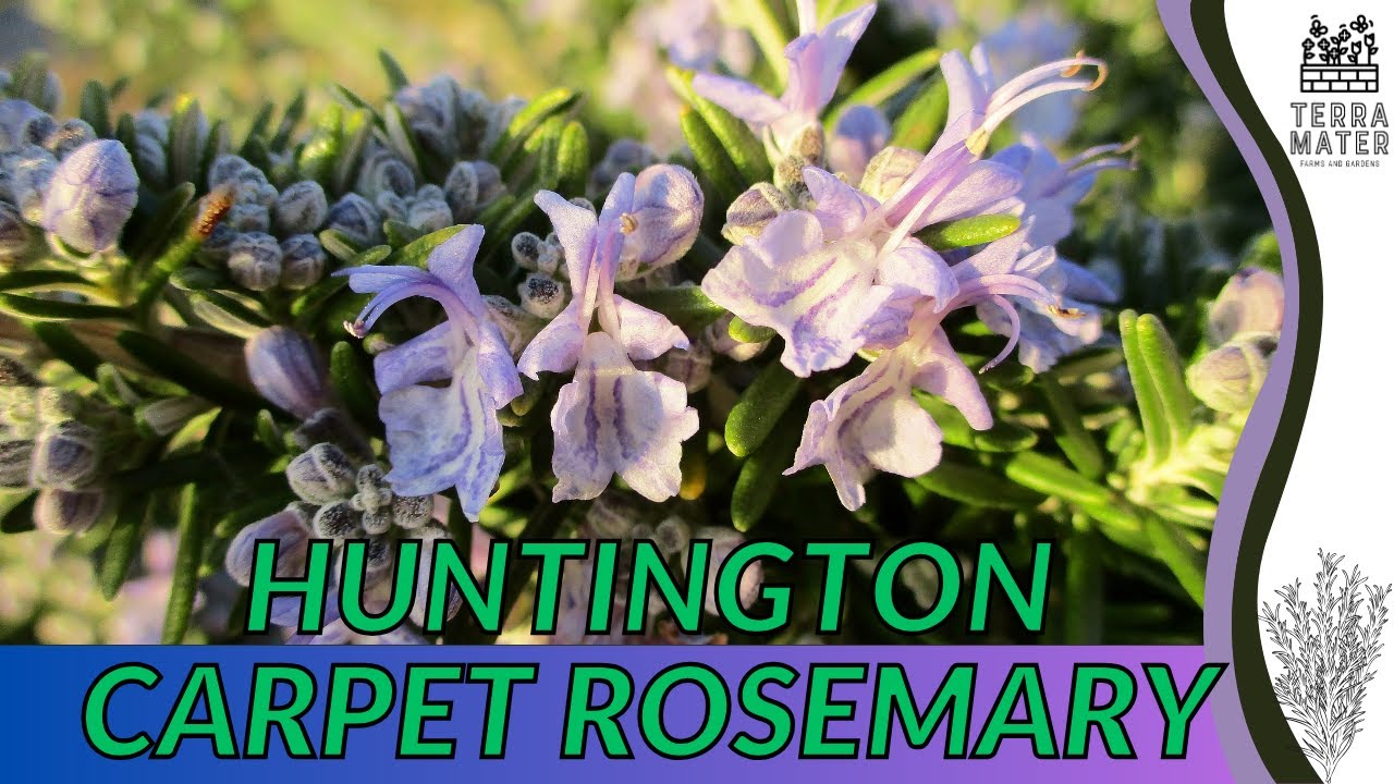 Growing HUNTINGTON CARPET ROSEMARY: Quick Tips for (Rosmarinus ...