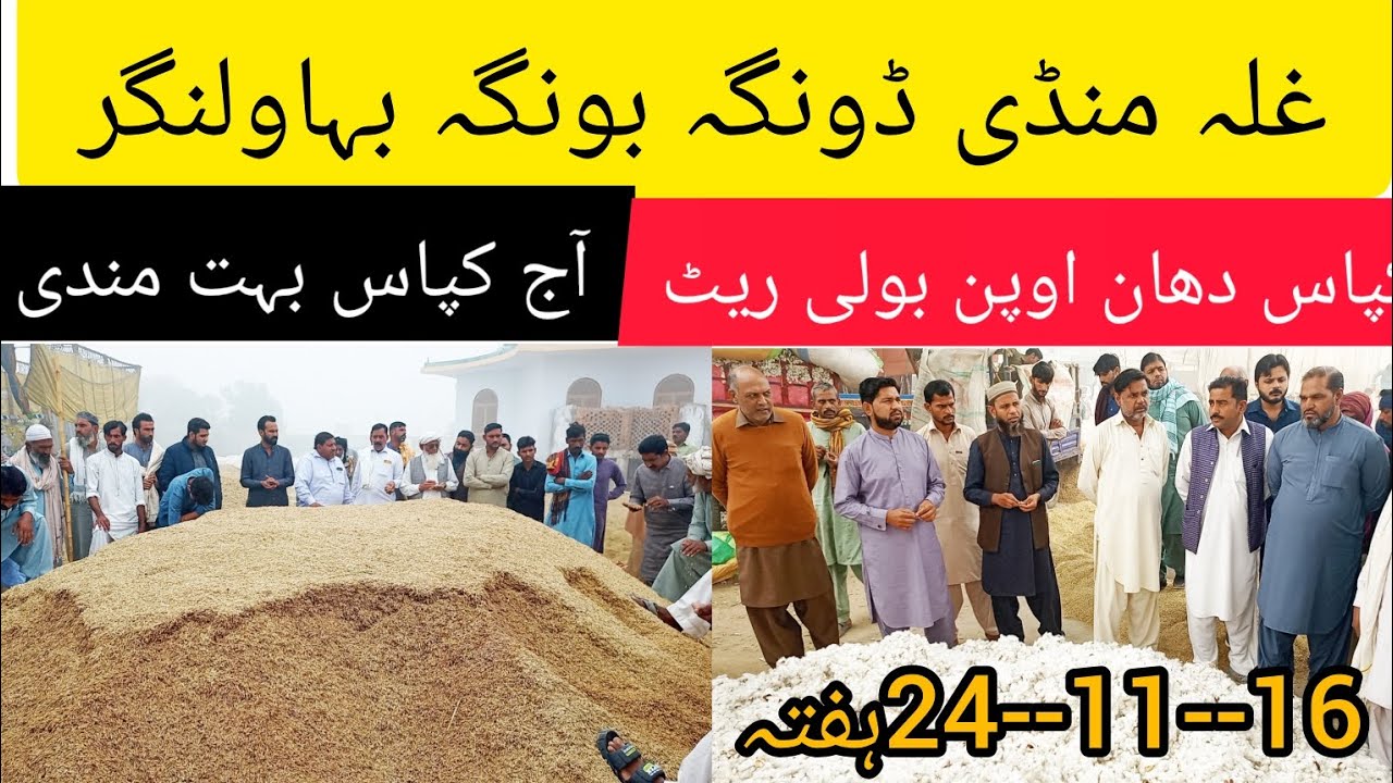 ghla mandi dunga bunga cotton rice rate update - YouTube