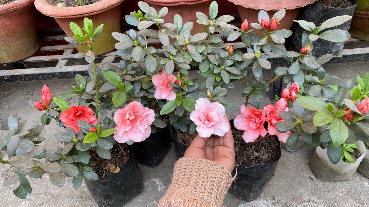 How to take care of azalea in winter? - YouTube