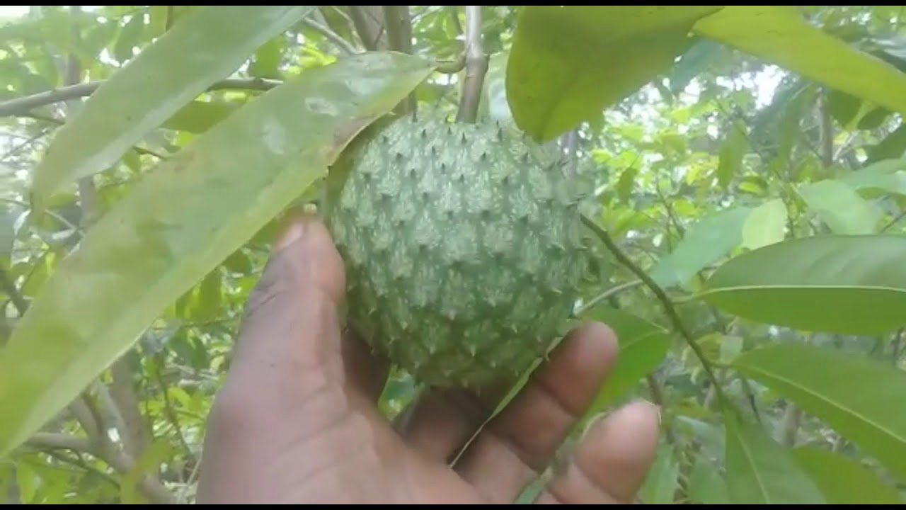 Fruta Condessa - YouTube