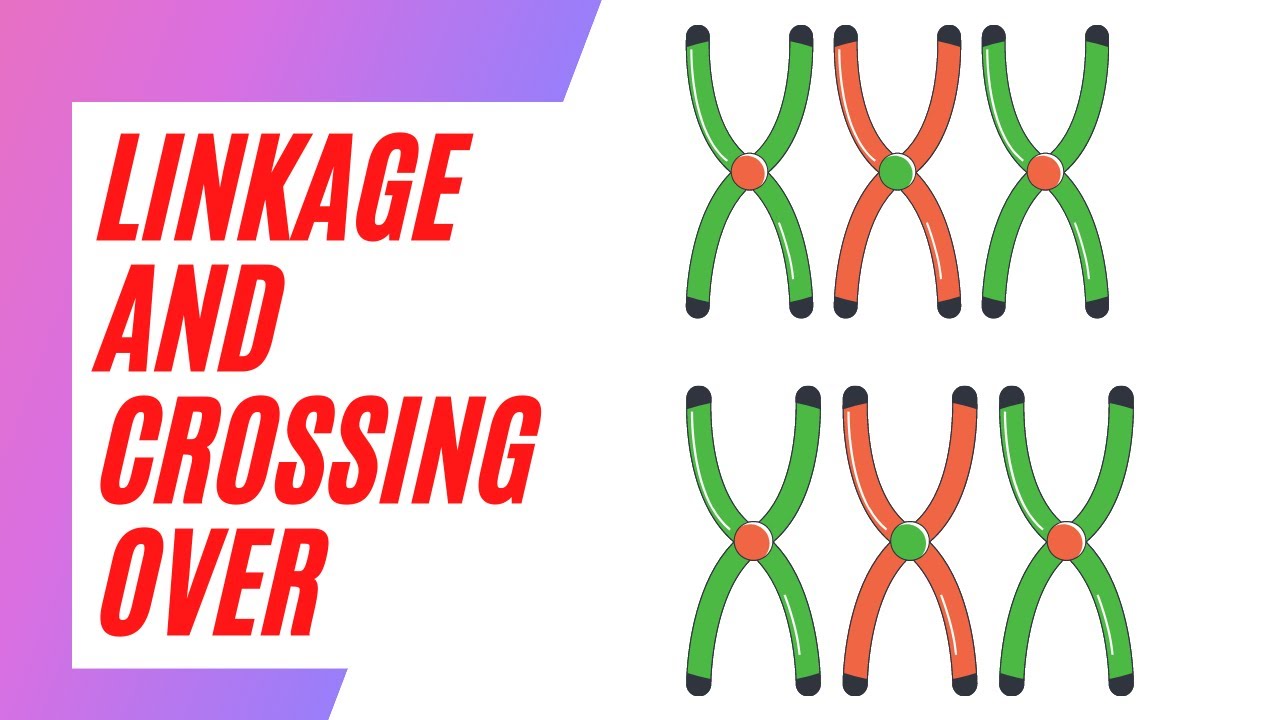 Easy to Learn the Concept of Linkage and Crossing over - YouTube