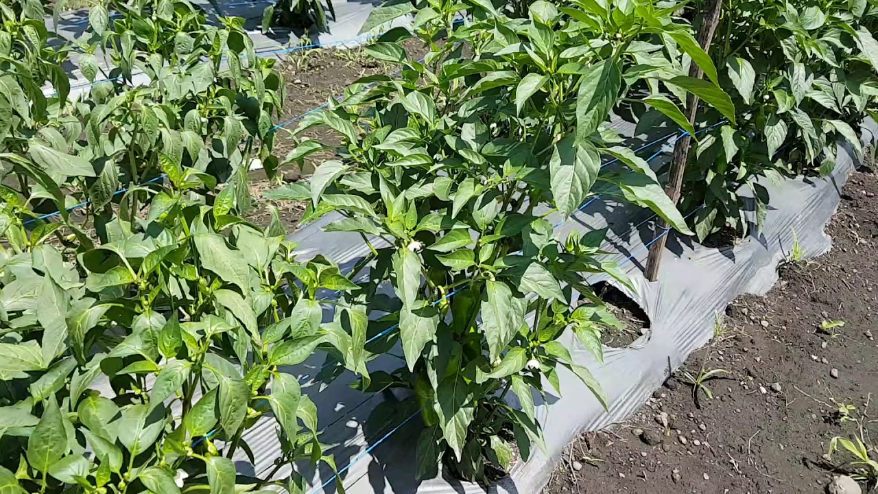 atsal 1st harvest - YouTube