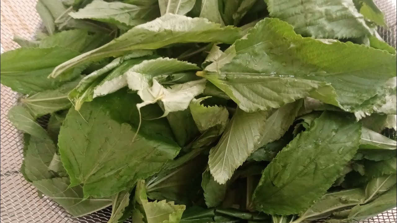MAU BLENDER DAUN MULKHIYAH, - YouTube