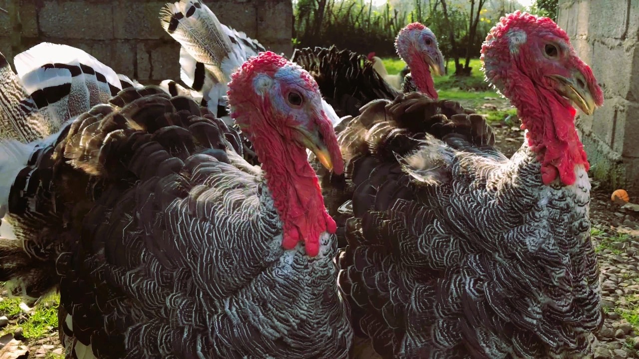 Free Range Turkeys Enjoying Life - YouTube