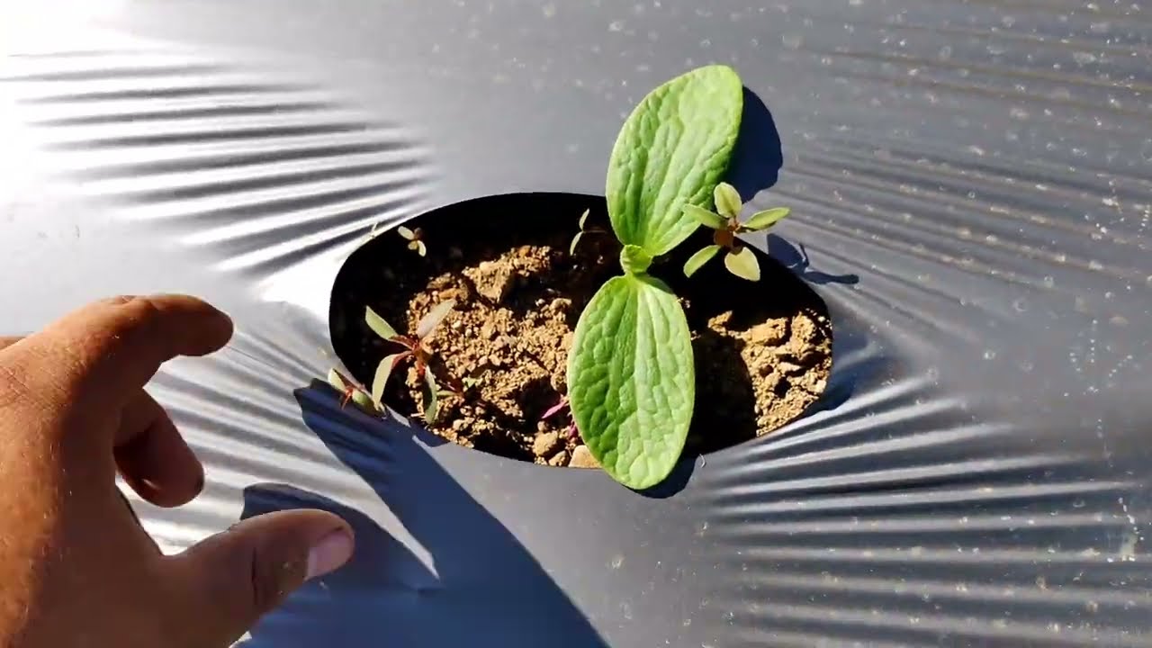 CULTIVO DE CALABAZA TIPO BOLA - 8 DÍAS DESPUÉS DE LA SIEMBRA - YouTube