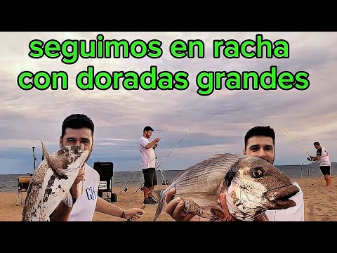 seguimos en racha... otra buena dorada - YouTube