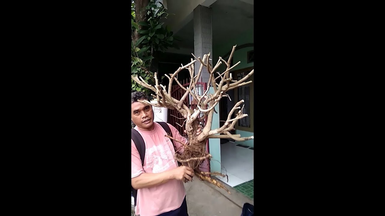 BONSAI TAMBAT SAPI PURBA !!!! - YouTube