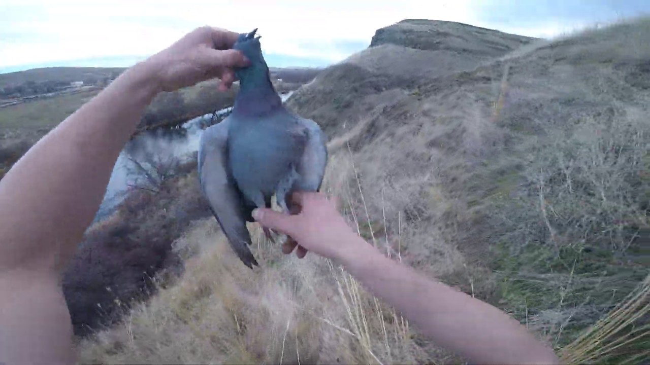 Flyway Pigeon Hunting in December - YouTube